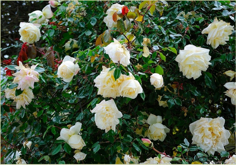 Sustainable Roses – Linda McKendry Garden Design